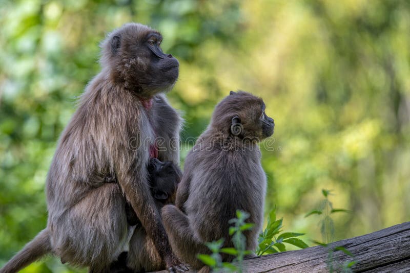 Gelada Baboons Theropithecus Gelada with Baby. Stock Photo - Image of ...