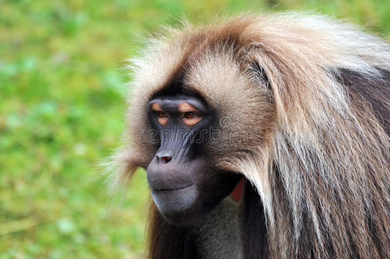 Gelada Baboons grooming stock photo. Image of young, brown - 14199862