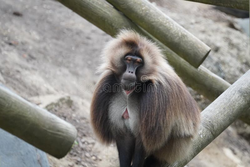 Gelada looking out stock photo. Image of cercopithecidae - 283085490