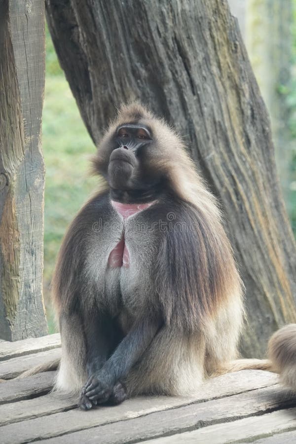 Gelada Looking Out at the World Stock Photo - Image of mammal, cute ...