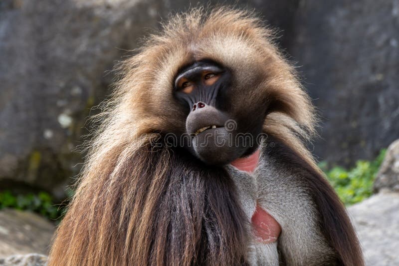 Gelada Male Monkey Looking Over His Shoulder with Observing Expression ...