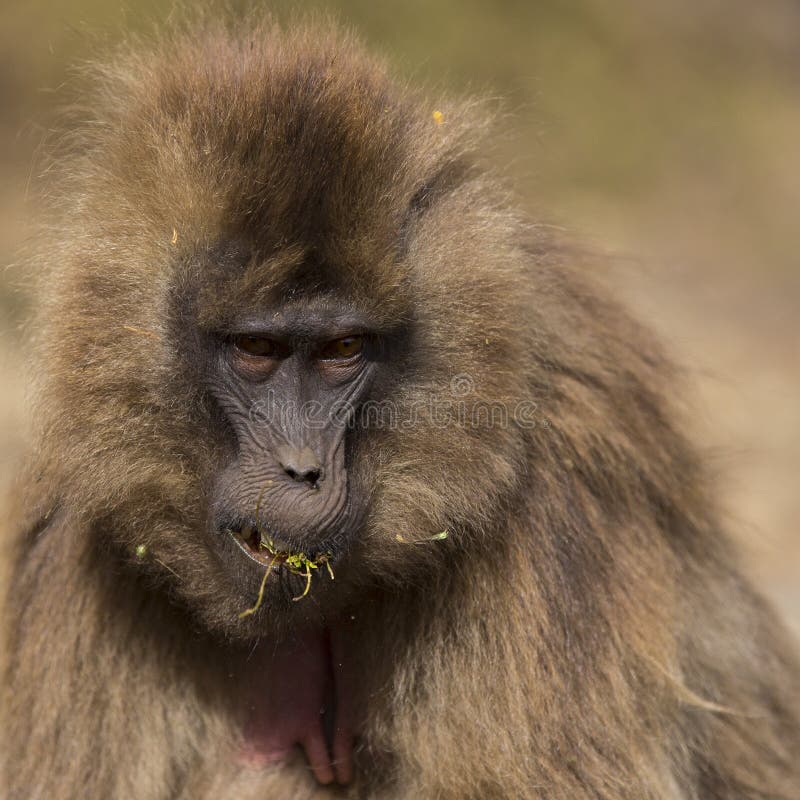 Gelada Monkey eating grass stock image. Image of mountains - 51029079