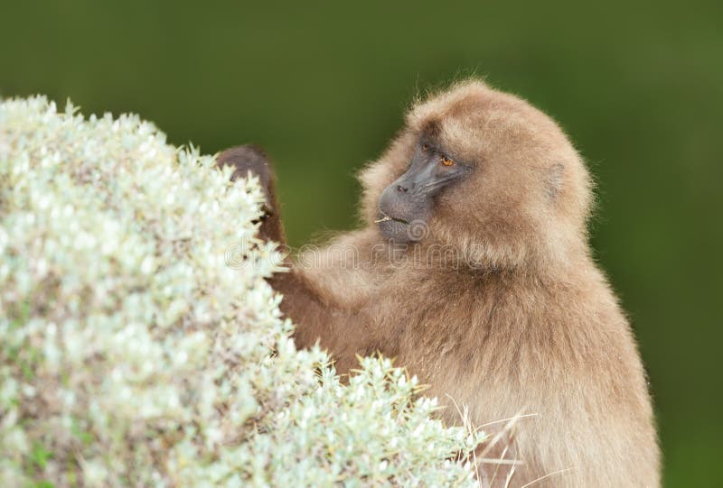 252 Gelada Eating Stock Photos - Free & Royalty-Free Stock Photos from ...