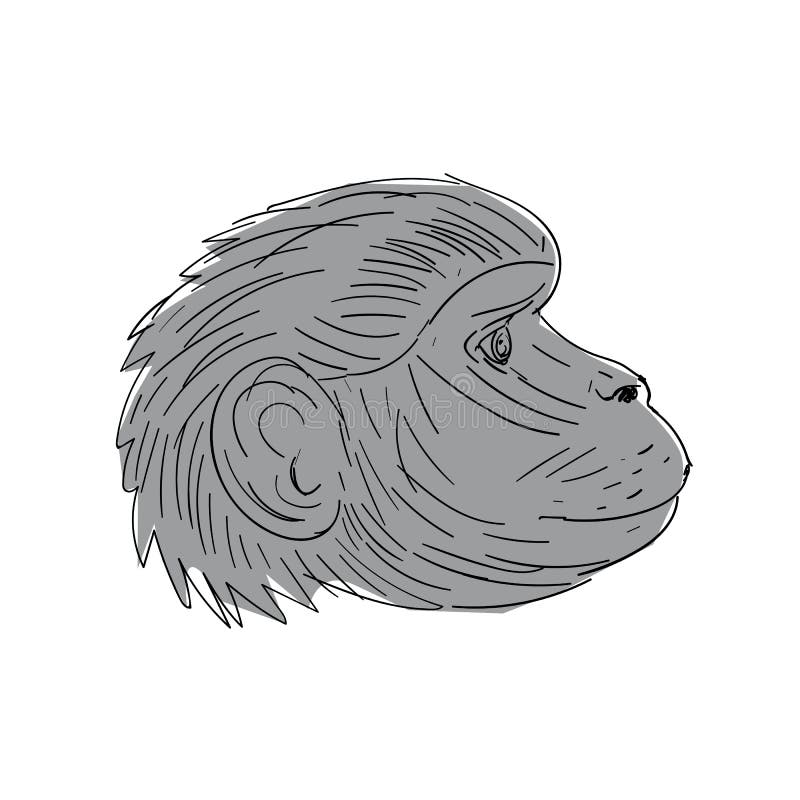 Gelada Monkey Head Side Drawing Stock Illustration - Illustration of ...
