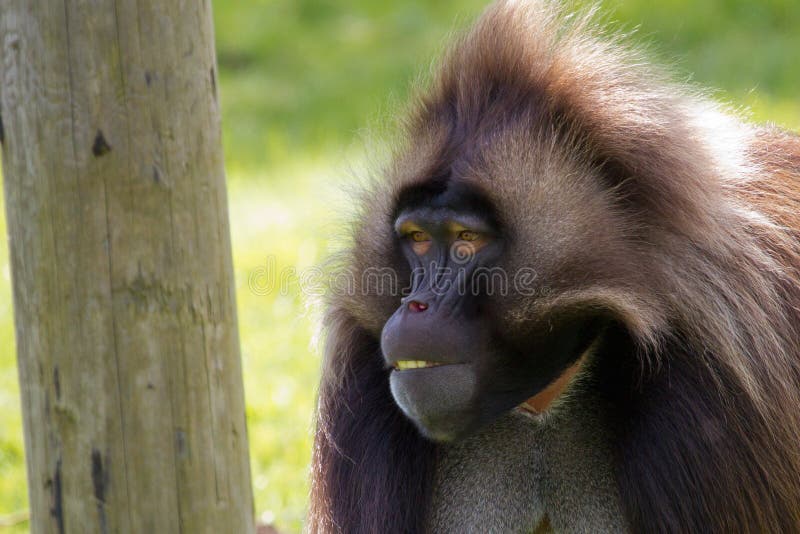 Gelada Monkey stock photo. Image of gelada, monkey, mammal - 29959796