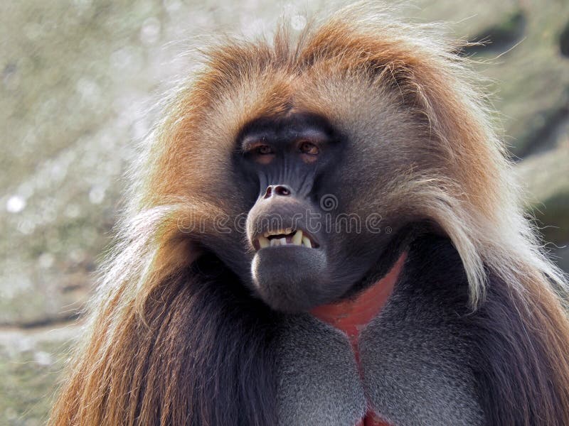 Gelada monkey female stock image. Image of front, face - 57116789