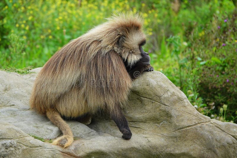 Gelada Monkey Resting on Rock Stock Photo - Image of gelada, england ...