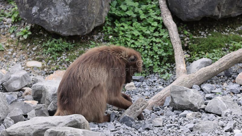 Gelada Monkey Searching for Food through Stones on the Ground Stock ...