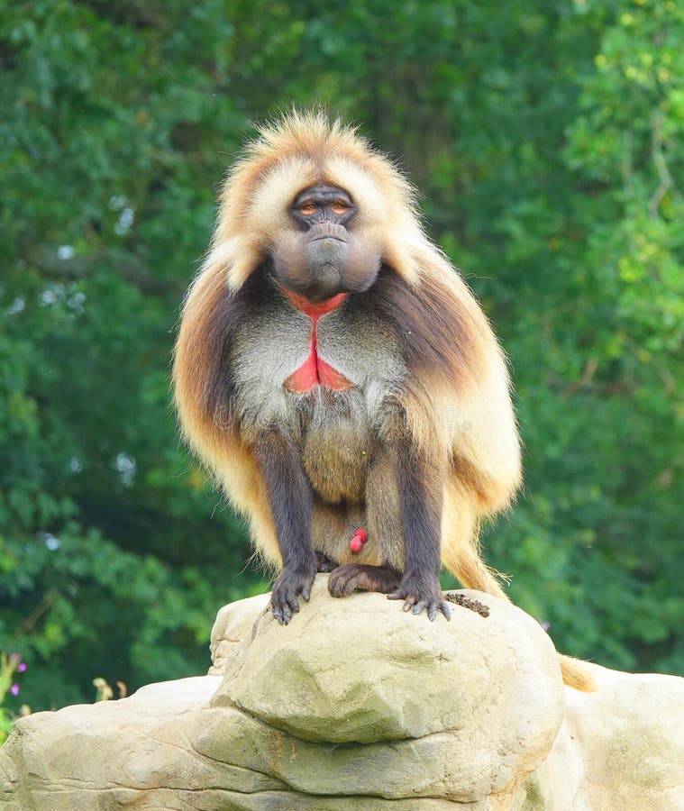 A Gelada Monkey Sitting on Rock Stock Image - Image of cheeky, guard ...
