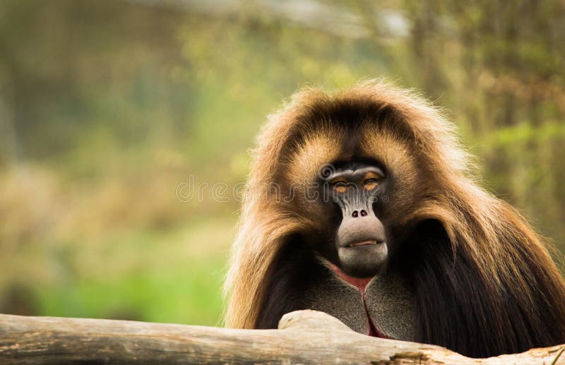 Gelada Monkey Sitting at the Trunk and Looking Forward Stock Photo ...