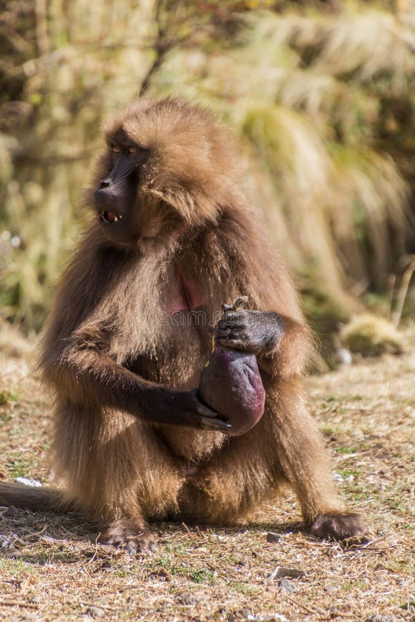Gelada Monkey (Theropithecus Gelada) Eating a Stolen Eggplant in Simien ...