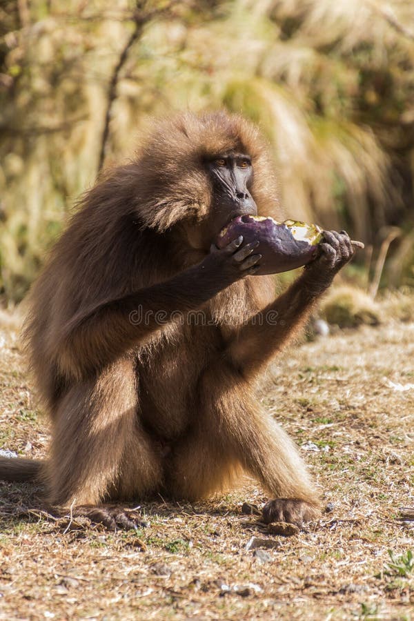 Gelada Monkey (Theropithecus Gelada) Eating a Stolen Eggplant in Simien ...