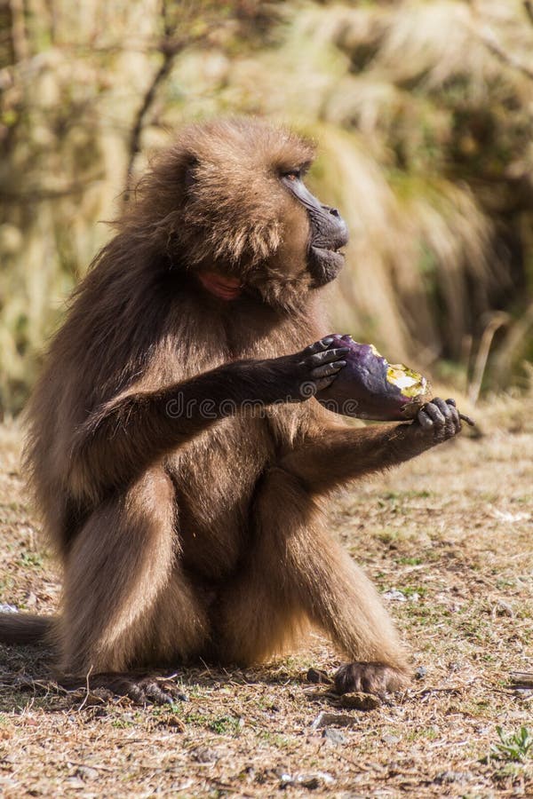 Gelada Monkey (Theropithecus Gelada) Eating a Stolen Eggplant in Simien ...