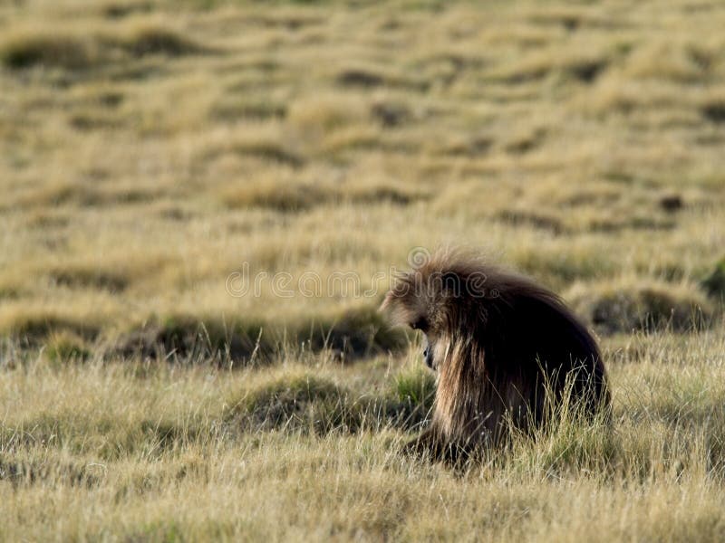 Gelada Monkey Theropithecus Gelada Grazing in Grass Semien Mountains ...