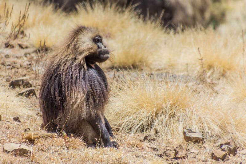 Gelada Monkey (Theropithecus Gelada) in Simien Mountains, Ethiop Stock ...