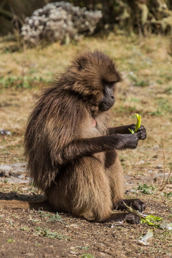 Gelada Monkey (Theropithecus Gelada) in Simien Mountains, Ethiop Stock ...