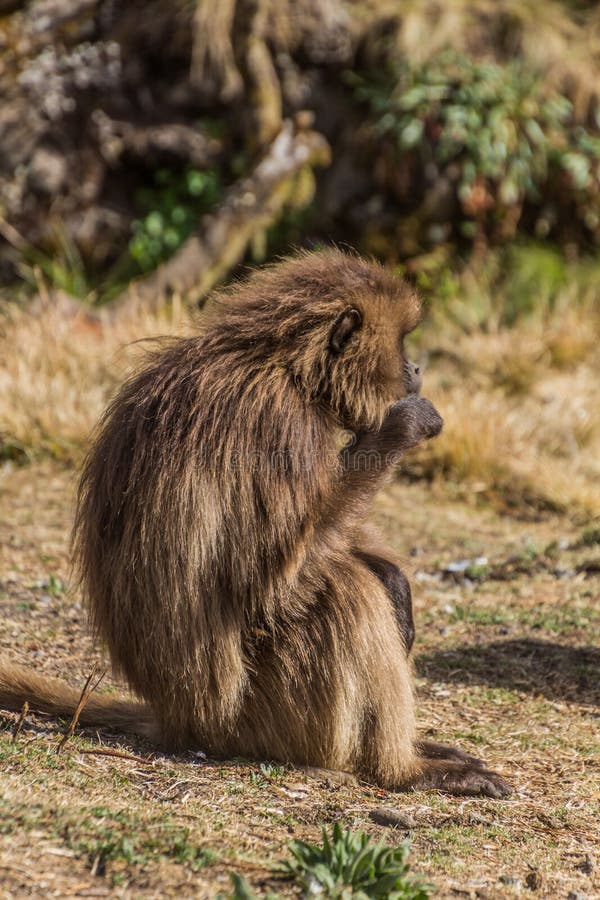 Gelada Monkey (Theropithecus Gelada) in Simien Mountains, Ethiop Stock ...