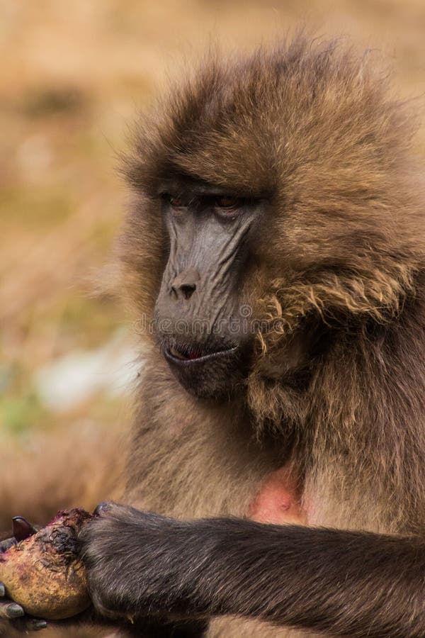 Gelada Monkey (Theropithecus Gelada) in Simien Mountains, Ethiop Stock ...