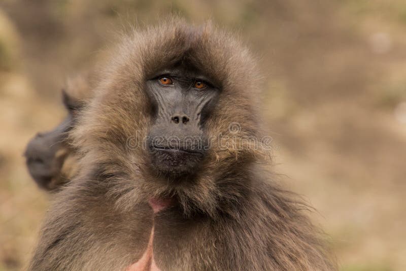 Gelada Monkey (Theropithecus Gelada) in Simien Mountains, Ethiop Stock ...