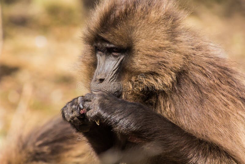 Gelada Monkey (Theropithecus Gelada) in Simien Mountains, Ethiop Stock ...