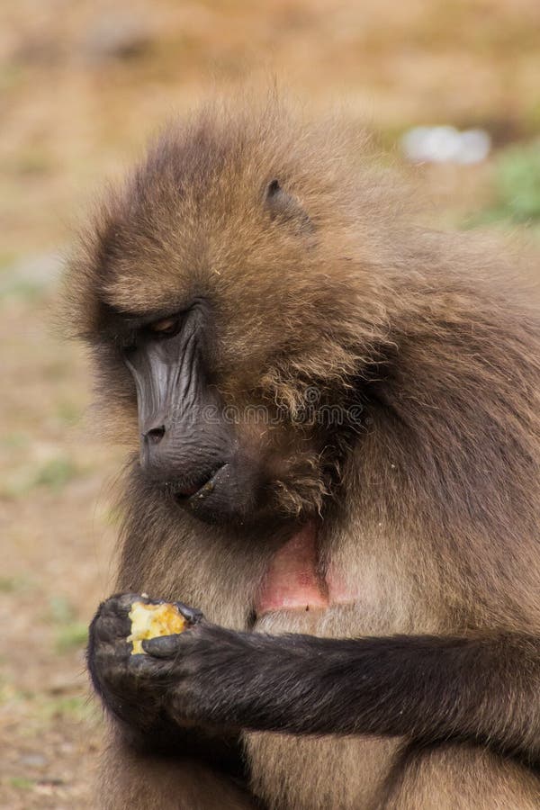 Gelada Monkey (Theropithecus Gelada) in Simien Mountains, Ethiop Stock ...