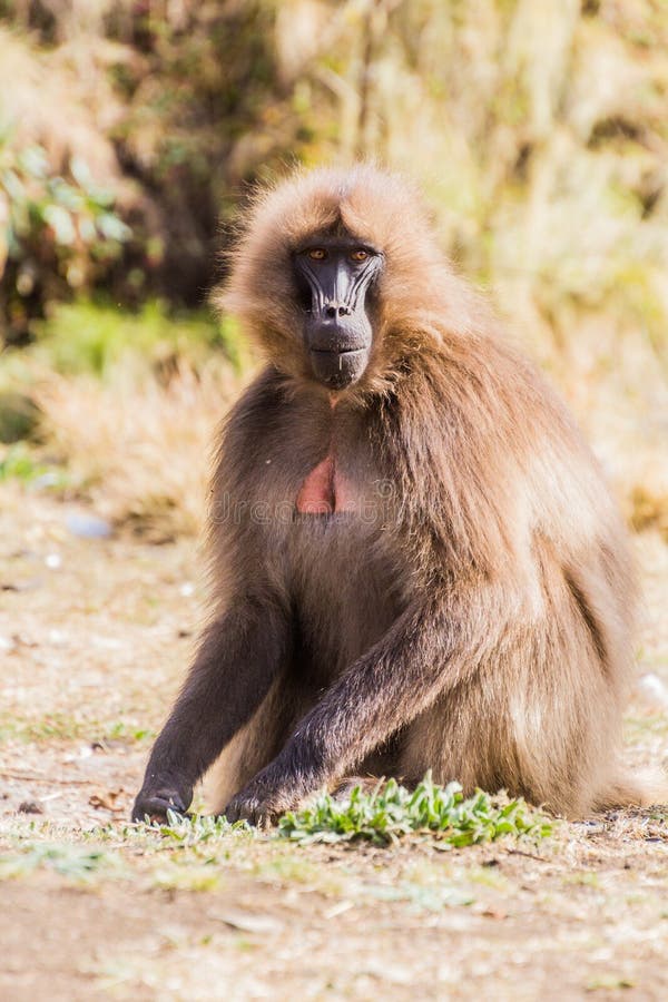 Gelada Monkey (Theropithecus Gelada) in Simien Mountains, Ethiop Stock ...