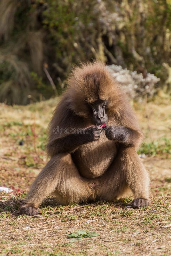 Gelada Monkey (Theropithecus Gelada) in Simien Mountains, Ethiop Stock ...