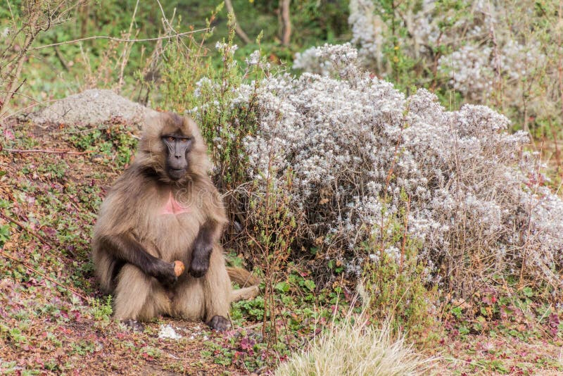 Gelada Monkey (Theropithecus Gelada) in Simien Mountains, Ethiop Stock ...