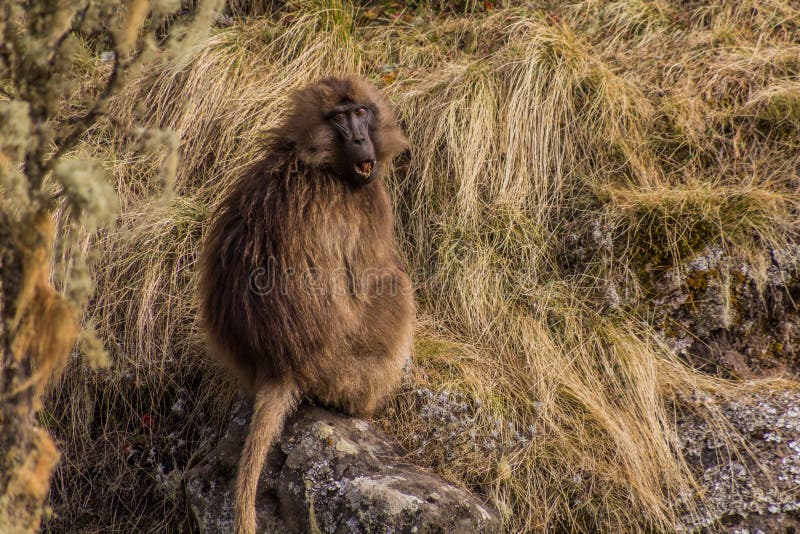 Gelada Monkey (Theropithecus Gelada) in Simien Mountains, Ethiop Stock ...