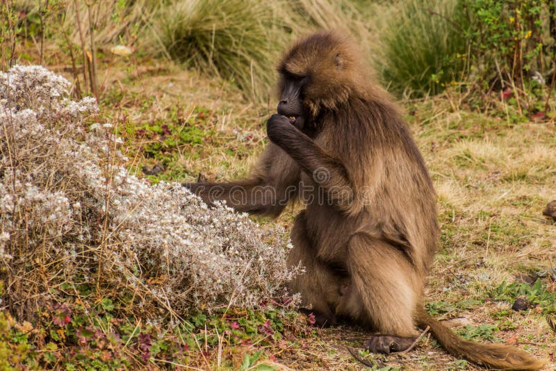 Gelada Monkey (Theropithecus Gelada) in Simien Mountains, Ethiop Stock ...