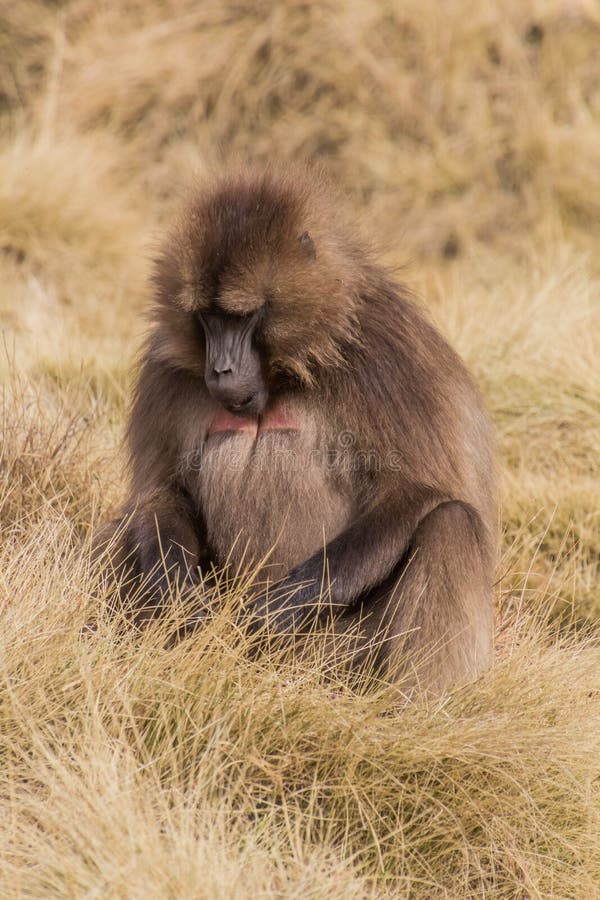 Gelada Monkey (Theropithecus Gelada) in Simien Mountains, Ethiop Stock ...