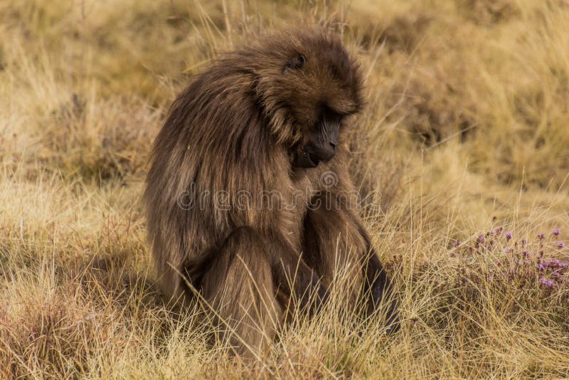 Gelada Monkey (Theropithecus Gelada) in Simien Mountains, Ethiop Stock ...