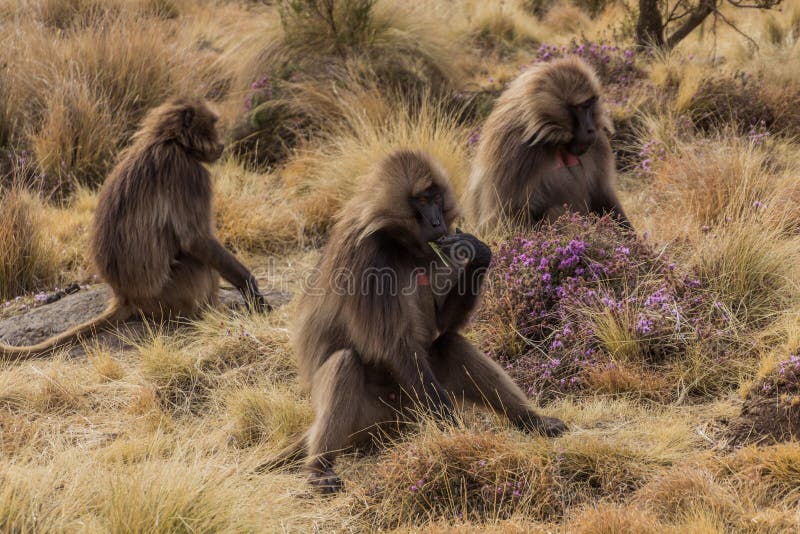 Gelada Monkeys (Theropithecus Gelada) in Simien Mountains, Ethiop Stock ...