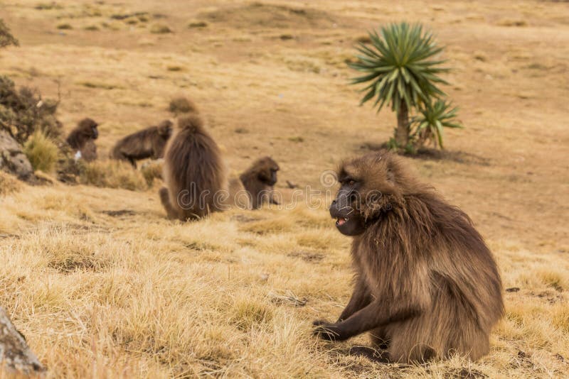 Gelada Monkeys (Theropithecus Gelada) in Simien Mountains, Ethiop Stock ...