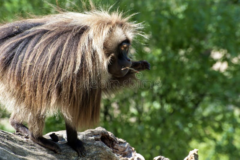 Gelada-Pavian - Theropithecus-gelada Stockfoto - Bild von oekosystem ...