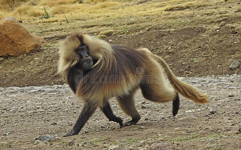 Gelada Primate, Simien Mountains, Ethiopia Stock Image - Image of park ...