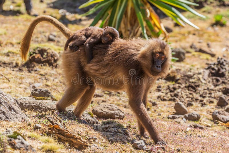 Gelada Baboon with Baby in the Simian Mountains Stock Image - Image of ...