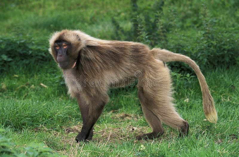 GELADA Theropithecus Gelada Stock Image - Image of wildlife, gelada ...