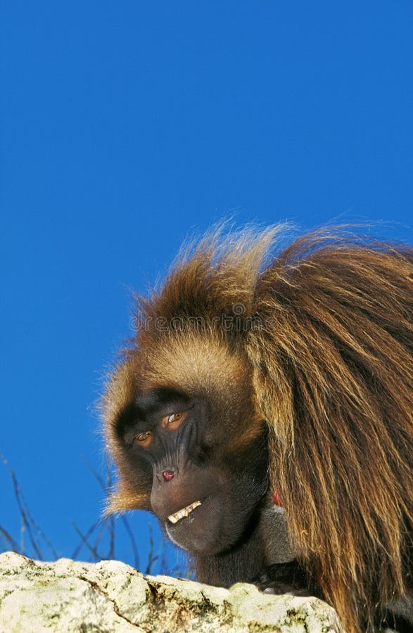 GELADA Theropithecus Gelada Stock Photo - Image of mammal, male: 171560148