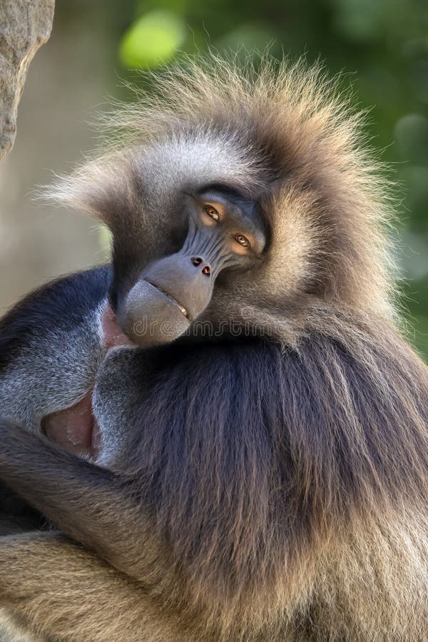Gelada Theropithecus Gelada Stock Image - Image of hair, african: 223128439