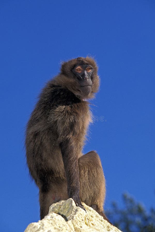 GELADA Theropithecus Gelada Stock Photo - Image of gelada, monkey ...