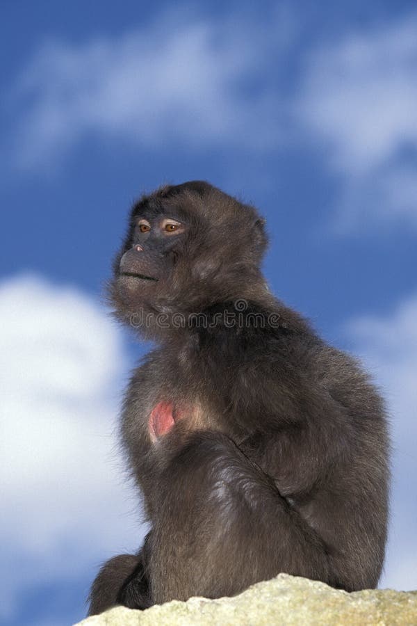 Gelada Baboon, Theropithecus Gelada, Female Standing on Rock Stock ...