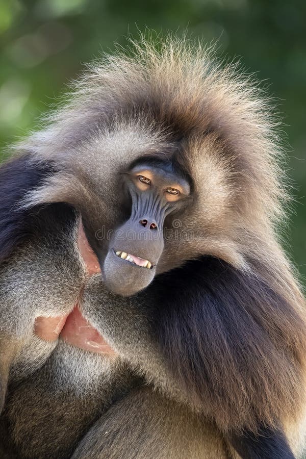 O Gelada De Gelada Theropithecus Monkeys Em Montanhas De Semien, Ethio ...