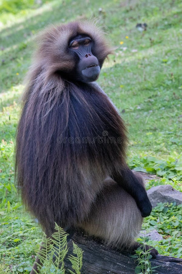 The Gelada Theropithecus Gelada Male Stock Photo - Image of brown ...