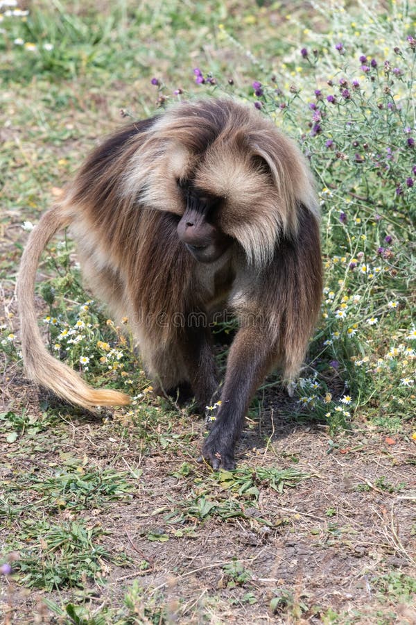 Gelada Theropithecus Gelada Monkey Stock Image - Image of primate ...