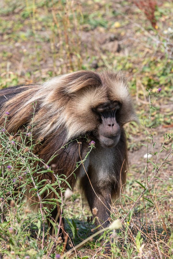 Gelada Theropithecus Gelada Monkey Stock Image - Image of meadow ...