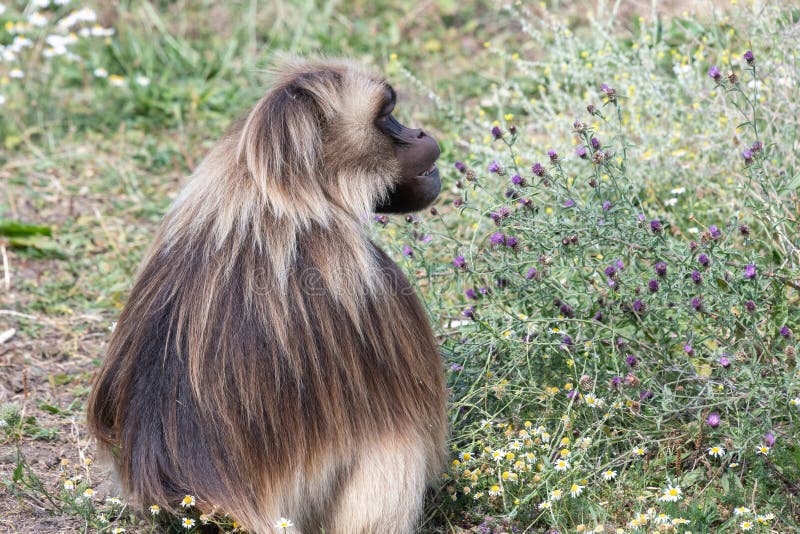 Gelada Theropithecus Gelada Monkey Stock Photo - Image of diurnal ...