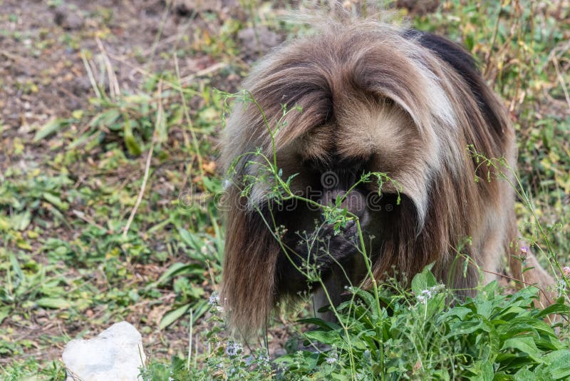 Gelada Theropithecus Gelada Monkey Stock Image - Image of nature ...