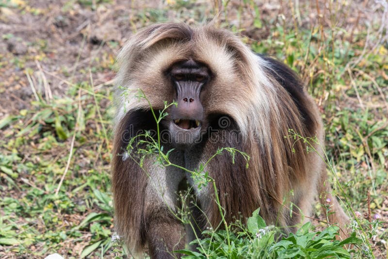 Gelada Theropithecus Gelada Monkey Stock Photo - Image of gelada ...