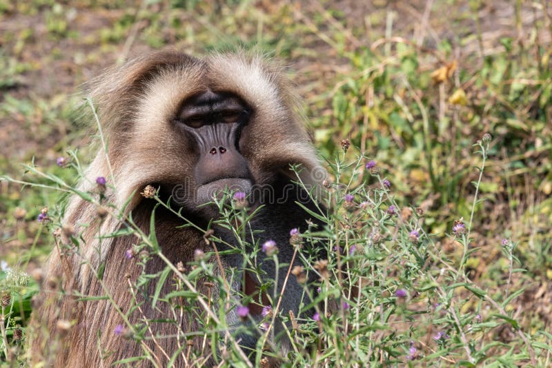 Gelada Theropithecus Gelada Monkey Stock Image - Image of mammal, brown ...